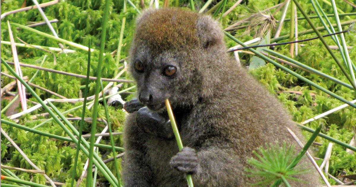 Calor e dieta levam primatas arborícolas a viver no chão : Revista ...