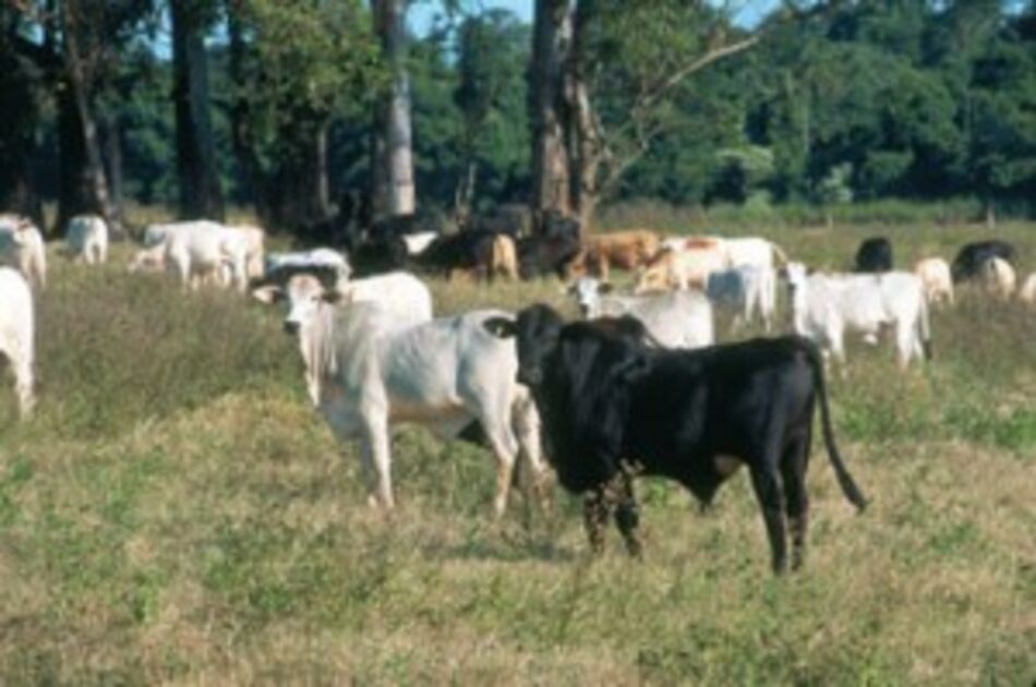 Pastures to fight global warming : Revista Pesquisa Fapesp