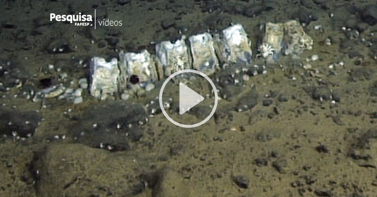 Bichos do mar profundo : Revista Pesquisa Fapesp