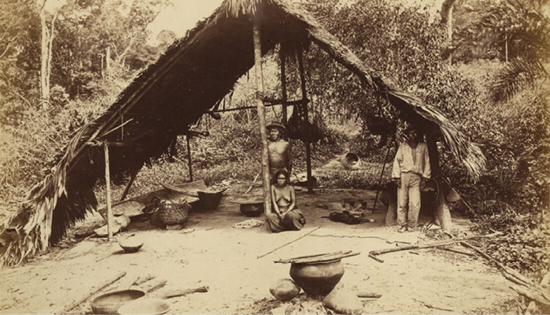 Pictures in the jungle : Revista Pesquisa Fapesp