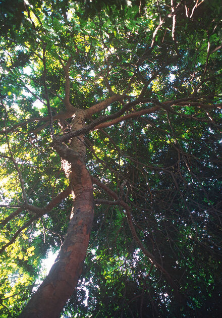 Brazilwood now has its own genus : Revista Pesquisa Fapesp