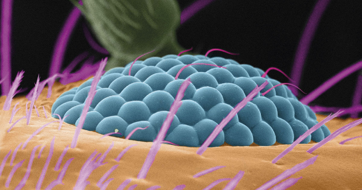 Microscopic view : Revista Pesquisa Fapesp