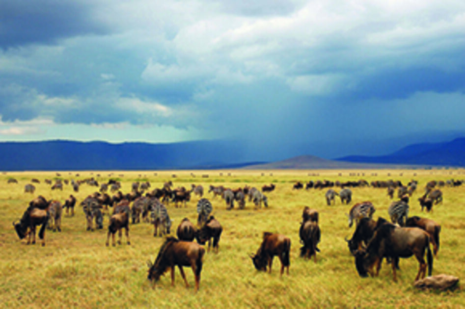 The origin of the Cerrado : Revista Pesquisa Fapesp
