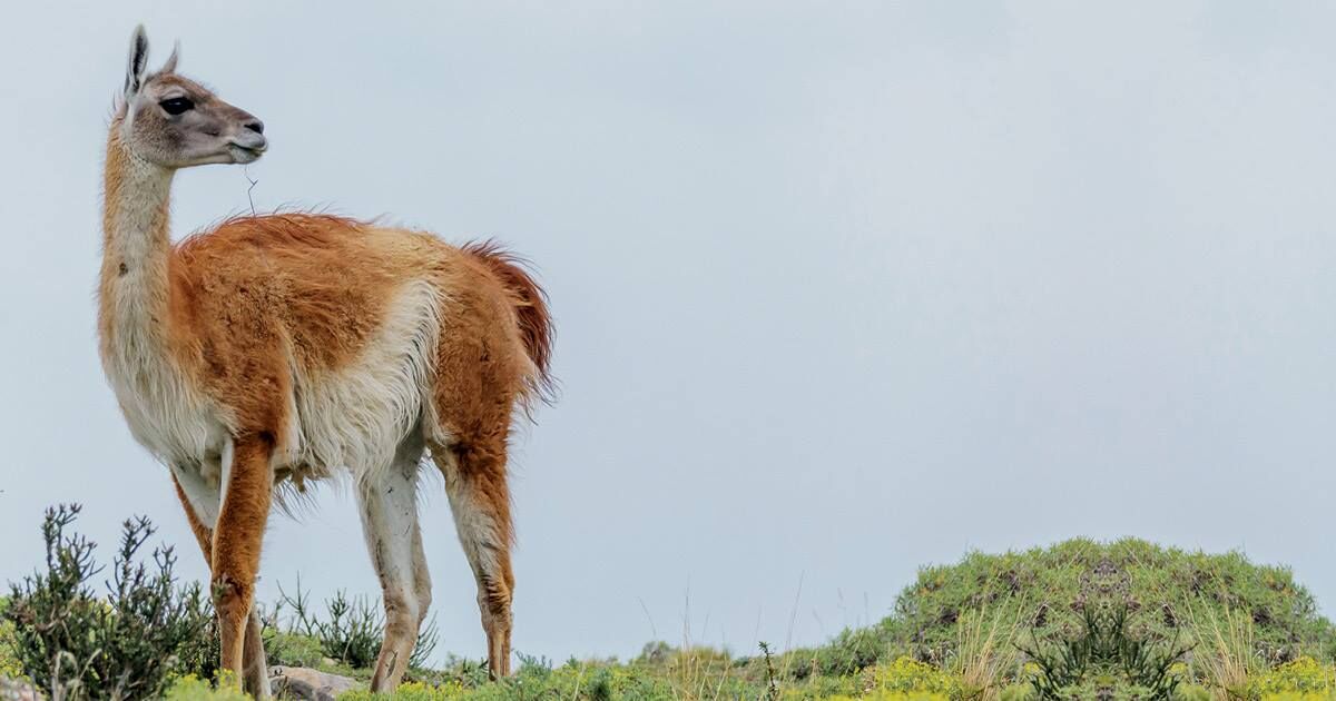 Fossil from Bahia classified as new species of camelid : Revista ...