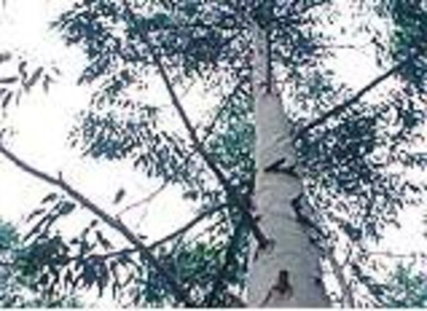 The map of the paper tree : Revista Pesquisa Fapesp