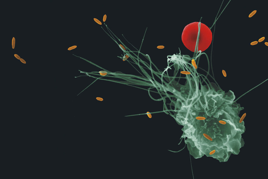 Guerra nas células : Revista Pesquisa Fapesp