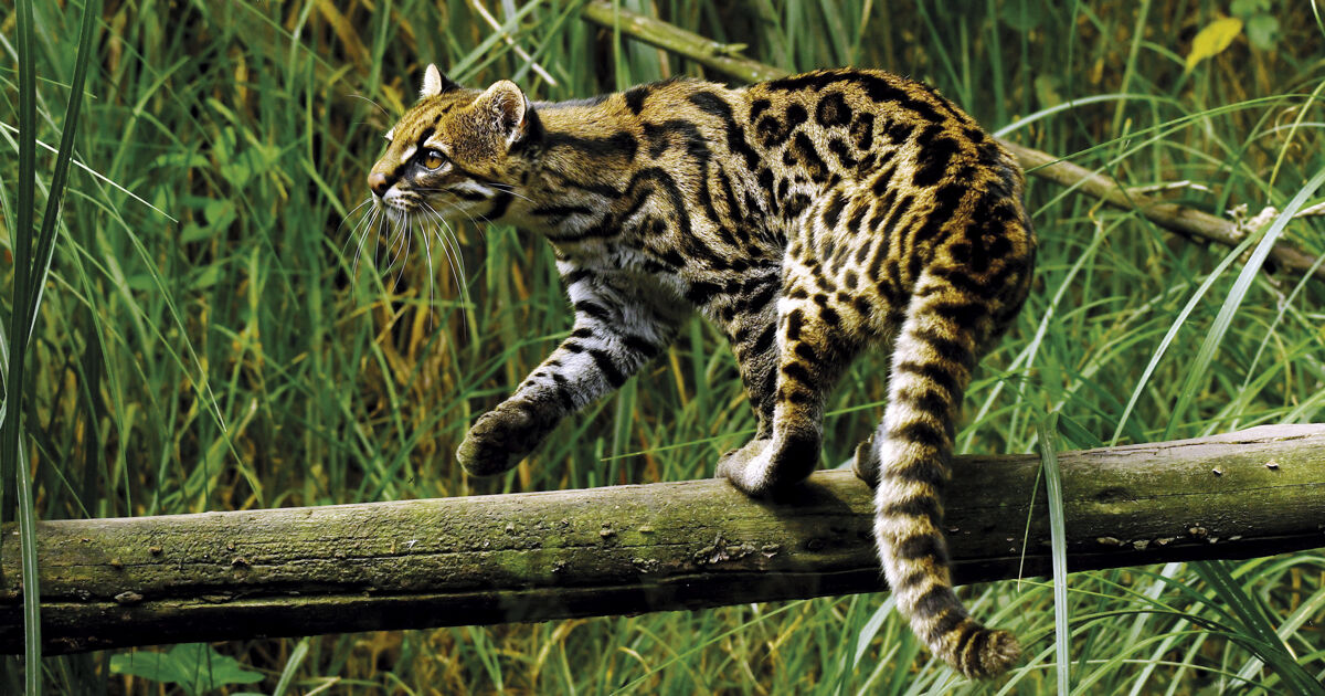 Gatos-do-mato dos Andes e da América Central são diferentes dos ...
