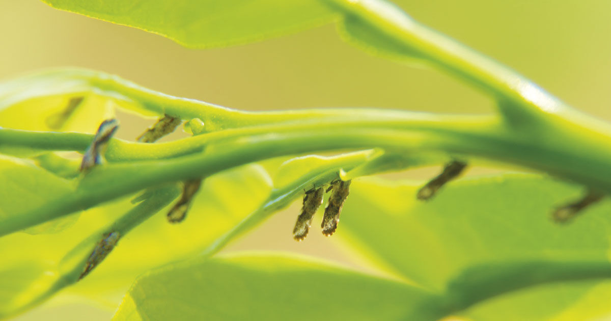 Novas técnicas de cultivo procuram compensar o avanço da doença dos ...