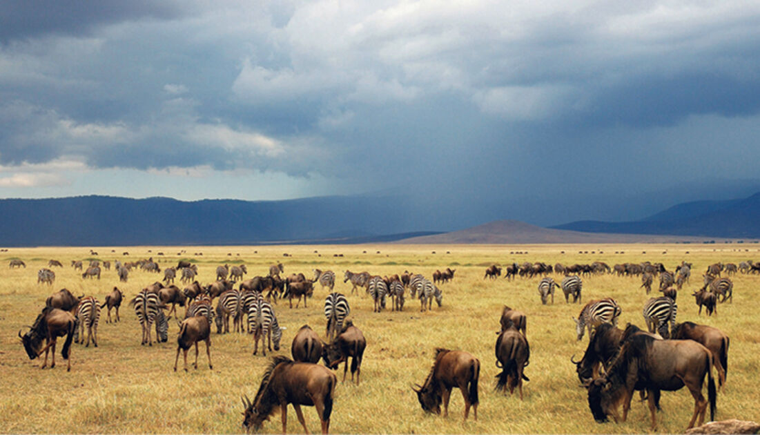 A origem do cerrado : Revista Pesquisa Fapesp