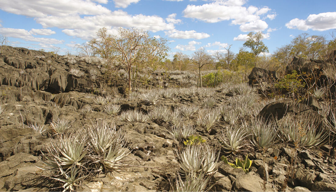 La mayor diversidad de plantas del mundo : Revista Pesquisa Fapesp