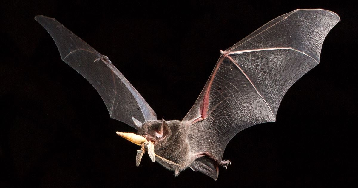 Morcegos evitam florestas deterioradas : Revista Pesquisa Fapesp