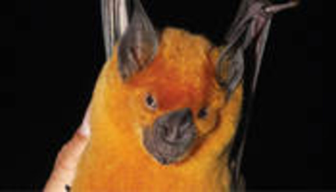 The mystery of the orange bat : Revista Pesquisa Fapesp