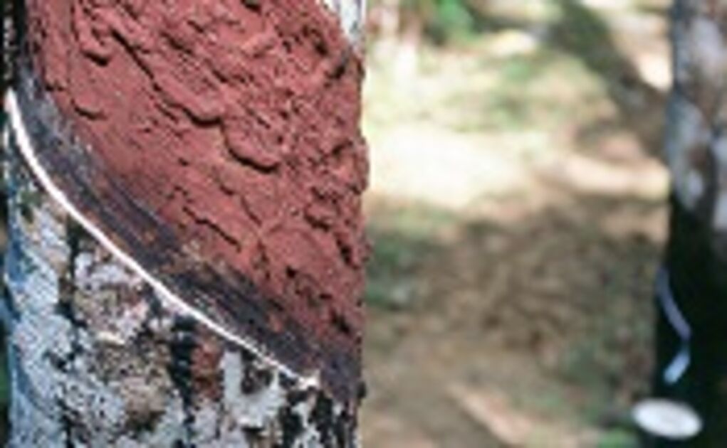 O novo ciclo da borracha : Revista Pesquisa Fapesp