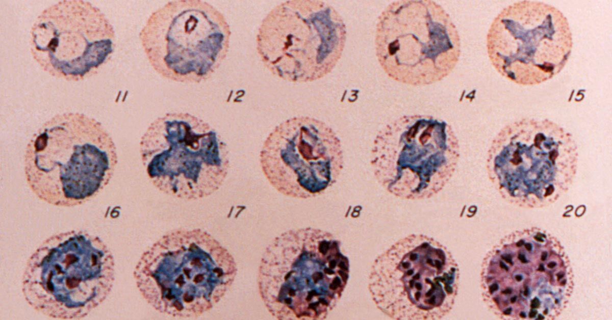 Causador da malária tem variedades genéticas únicas no Brasil : Revista Pesquisa Fapesp