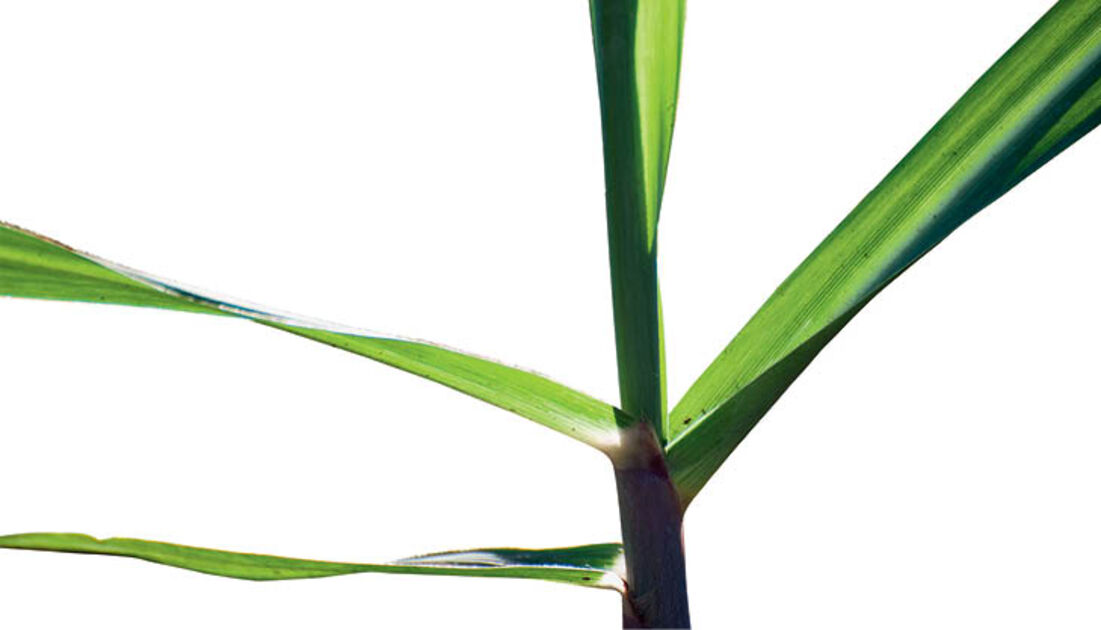 O mapa da cana : Revista Pesquisa Fapesp