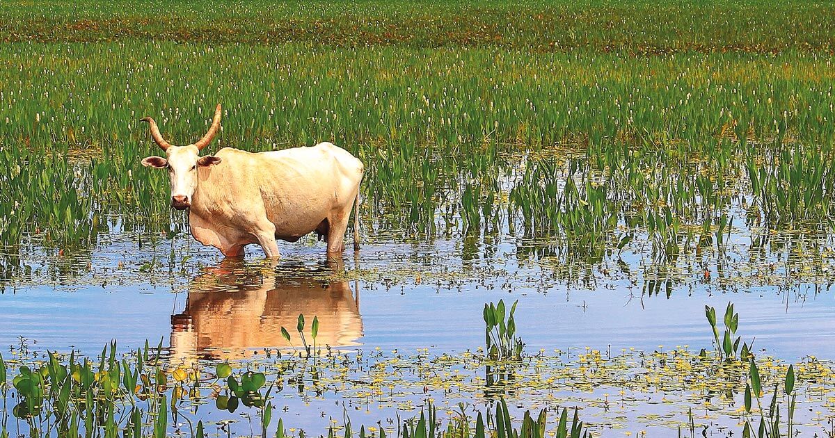 Cameras capture cattle in protected areas : Revista Pesquisa Fapesp