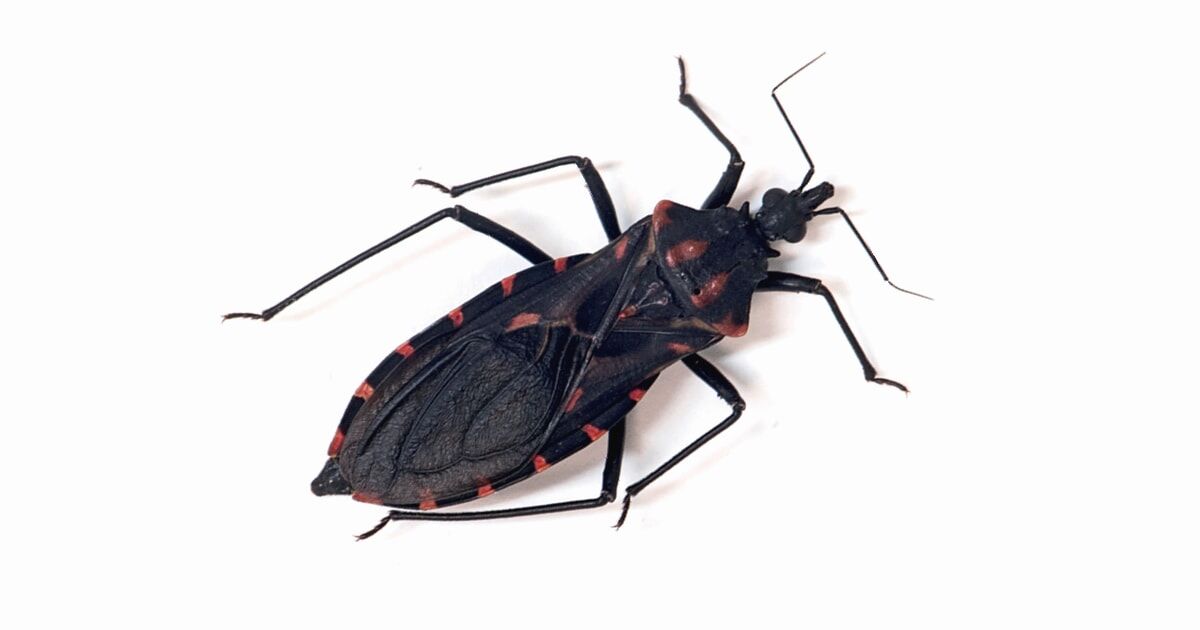 Focos de barbeiro na cidade de São Paulo : Revista Pesquisa Fapesp