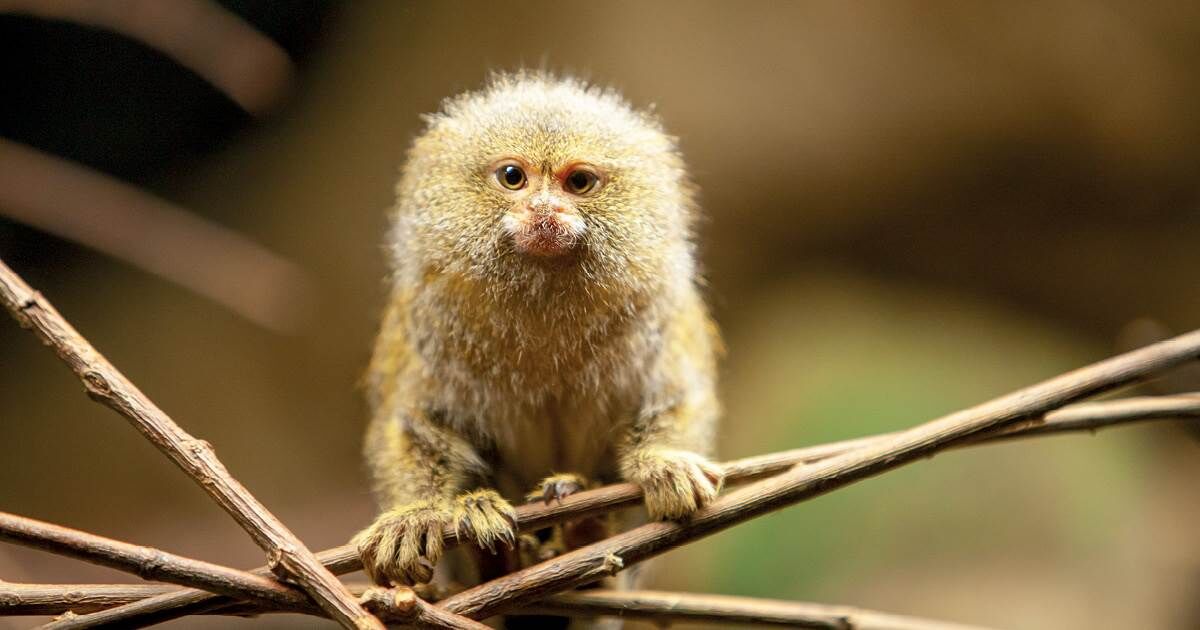 El nombre del mico : Revista Pesquisa Fapesp