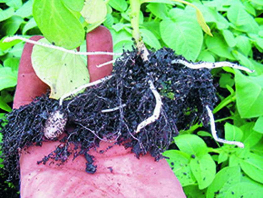 Batata com brotos sadios : Revista Pesquisa Fapesp