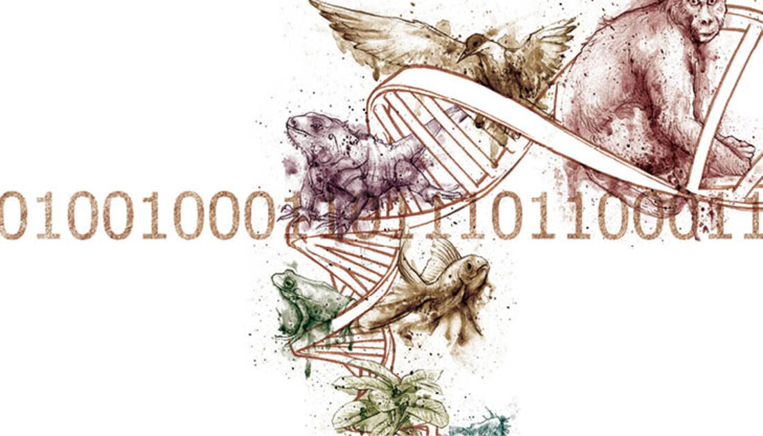 The mathematical structure of DNA : Revista Pesquisa Fapesp