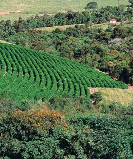 Pasillos en los sembradíos : Revista Pesquisa Fapesp