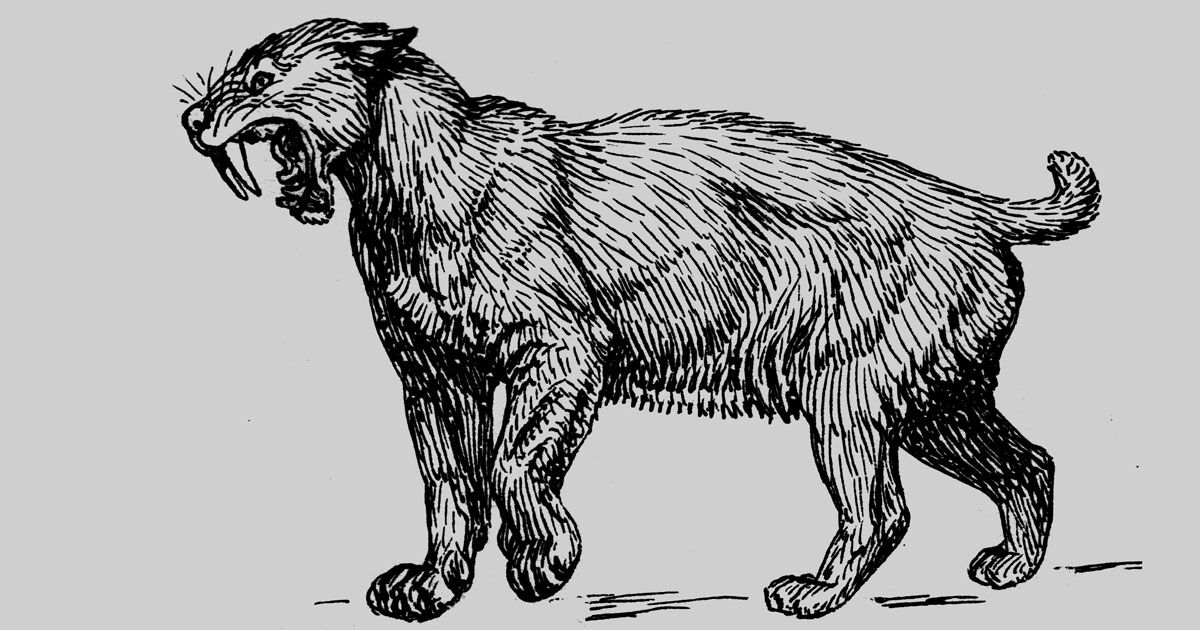 La pata herida de un tigre dientes de sable : Revista Pesquisa Fapesp