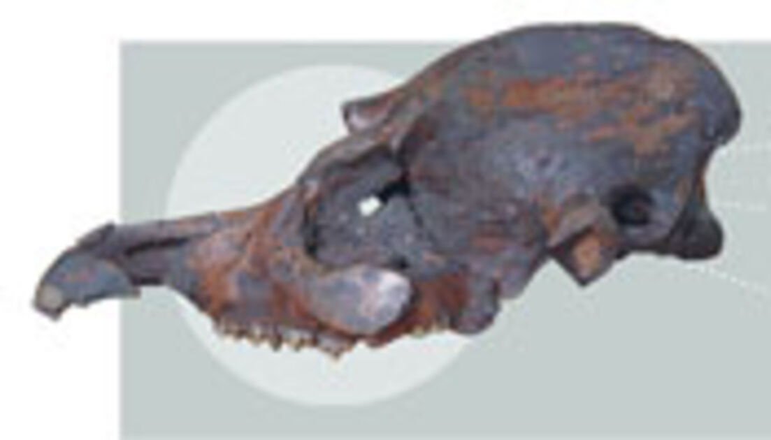 Un tapir prehistórico : Revista Pesquisa Fapesp