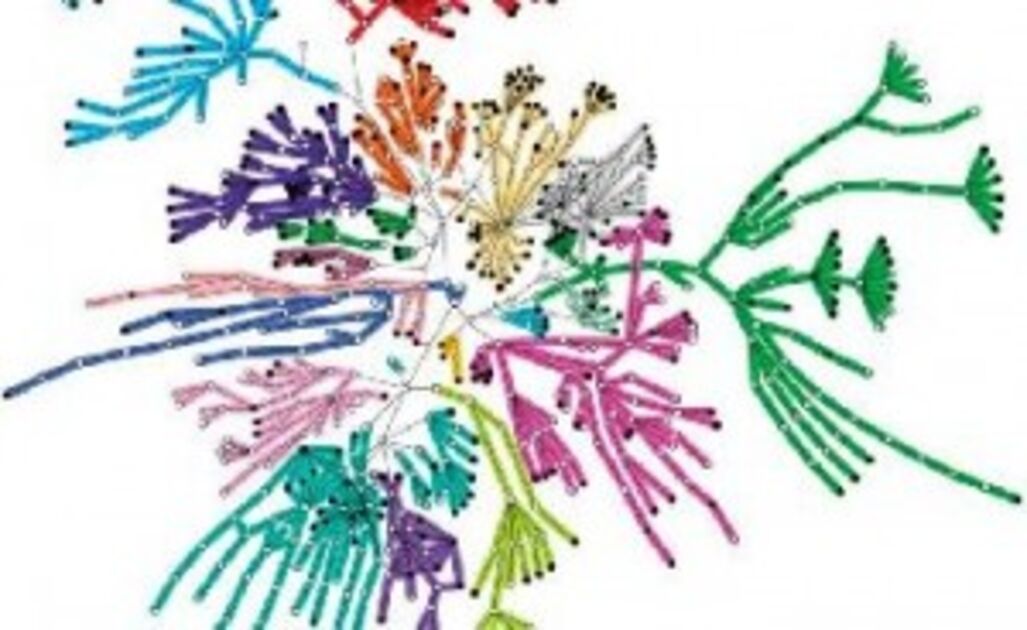 How a human being is made : Revista Pesquisa Fapesp