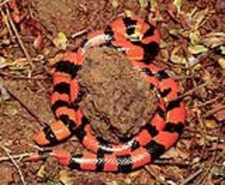 A cobra nº 1 : Revista Pesquisa Fapesp