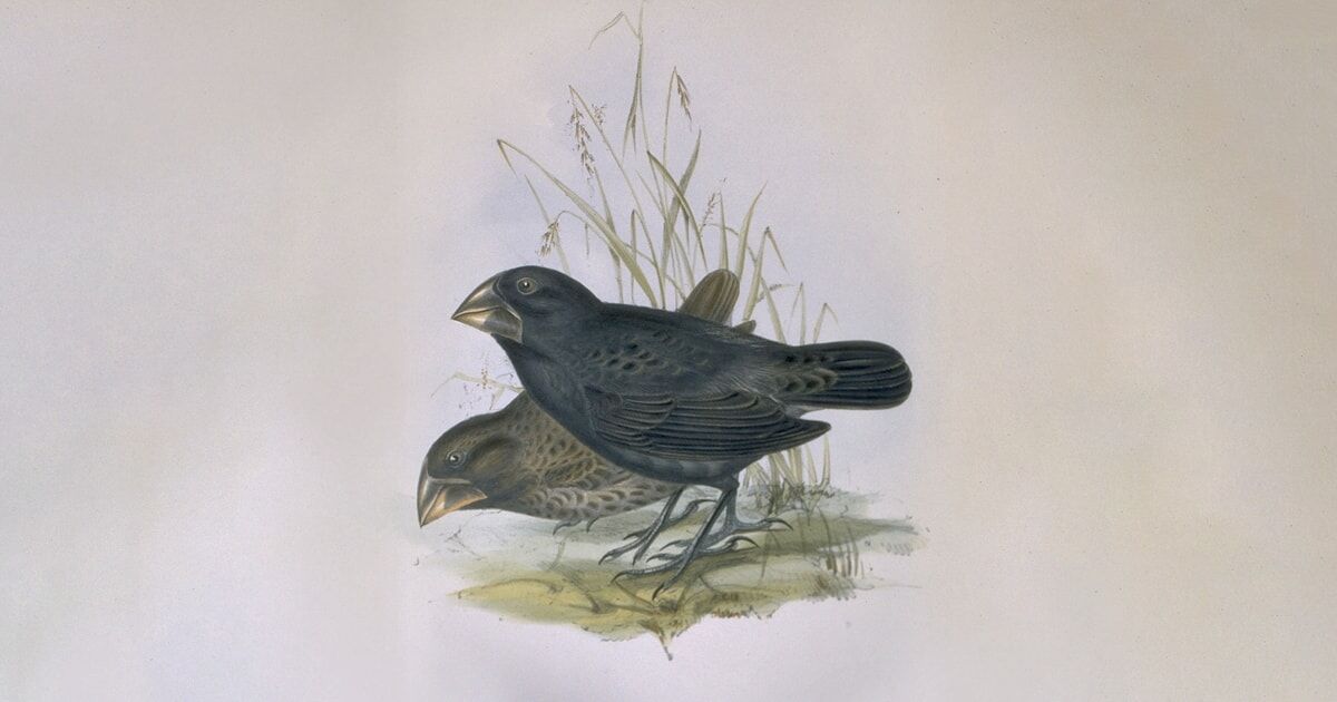 Darwin, instinto e mente : Revista Pesquisa Fapesp