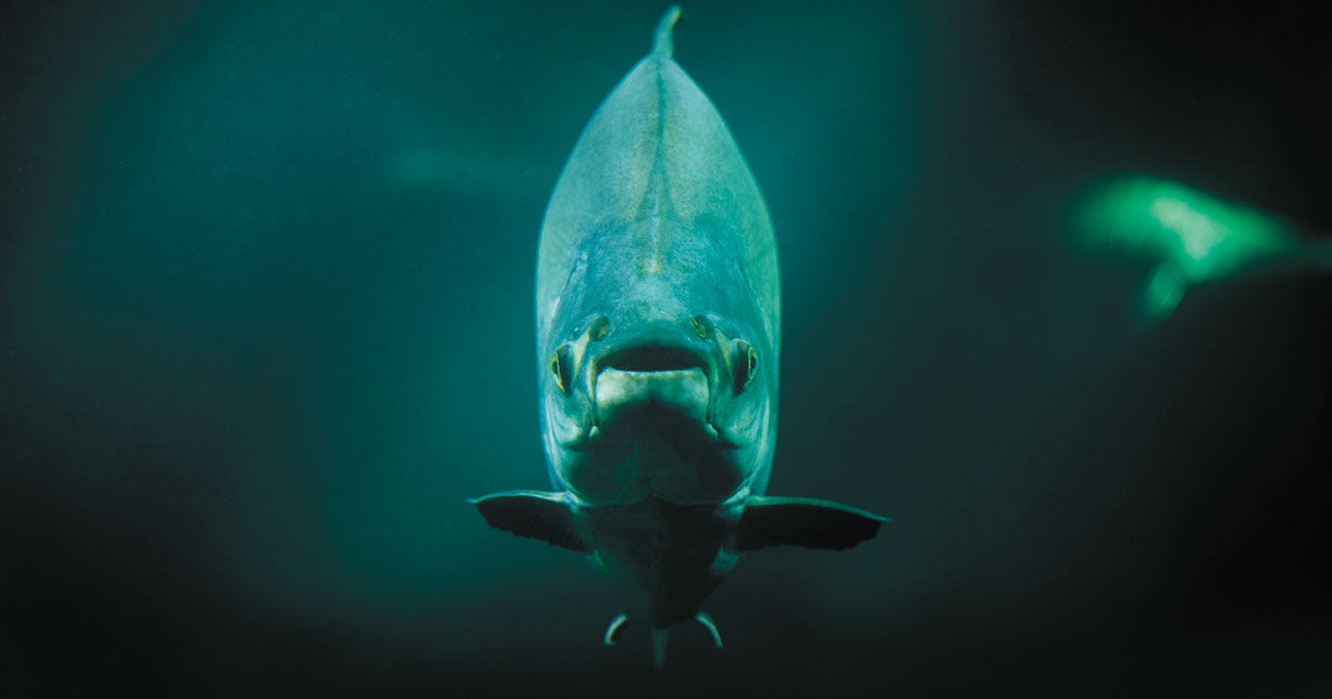 Declinan los cardúmenes de la cachama negra : Revista Pesquisa Fapesp