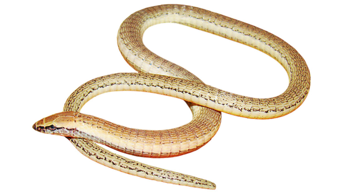 This is not a snake : Revista Pesquisa Fapesp