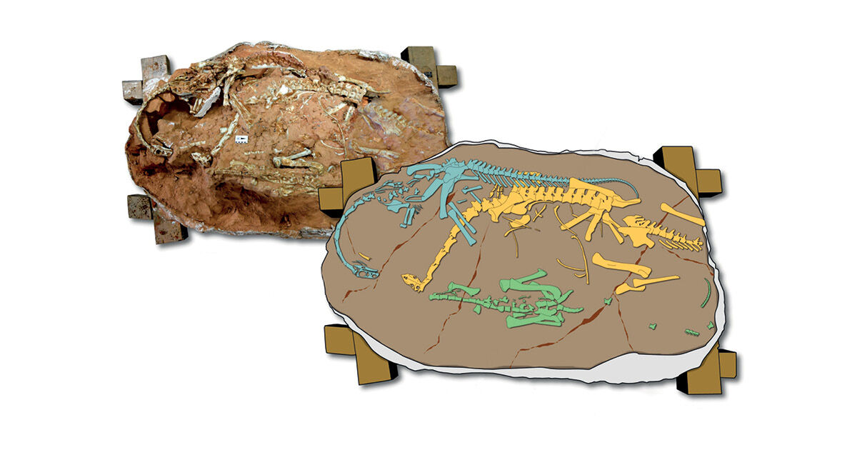 Con cuello largo y 225 millones de años : Revista Pesquisa Fapesp