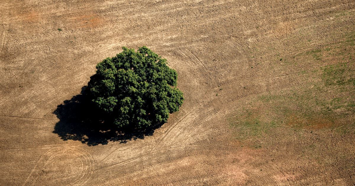 Less forest, more agriculture : Revista Pesquisa Fapesp