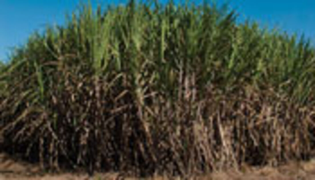 Canavial mais limpo : Revista Pesquisa Fapesp