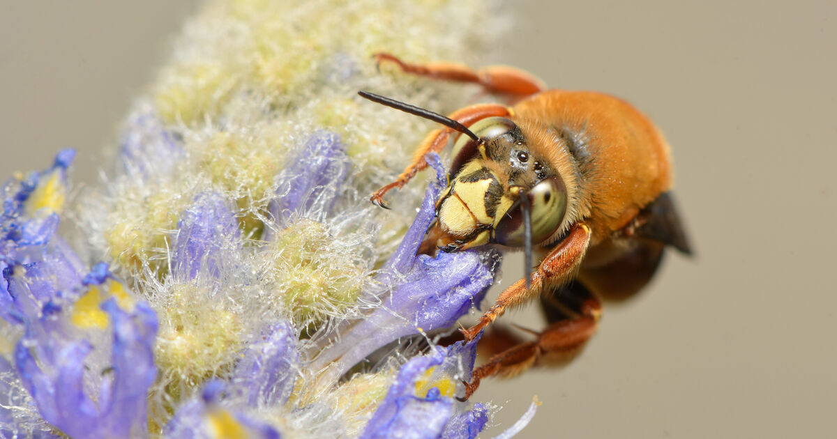 The long history of bees : Revista Pesquisa Fapesp