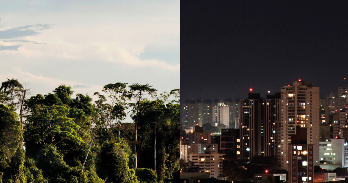 The impact of light on forests : Revista Pesquisa Fapesp