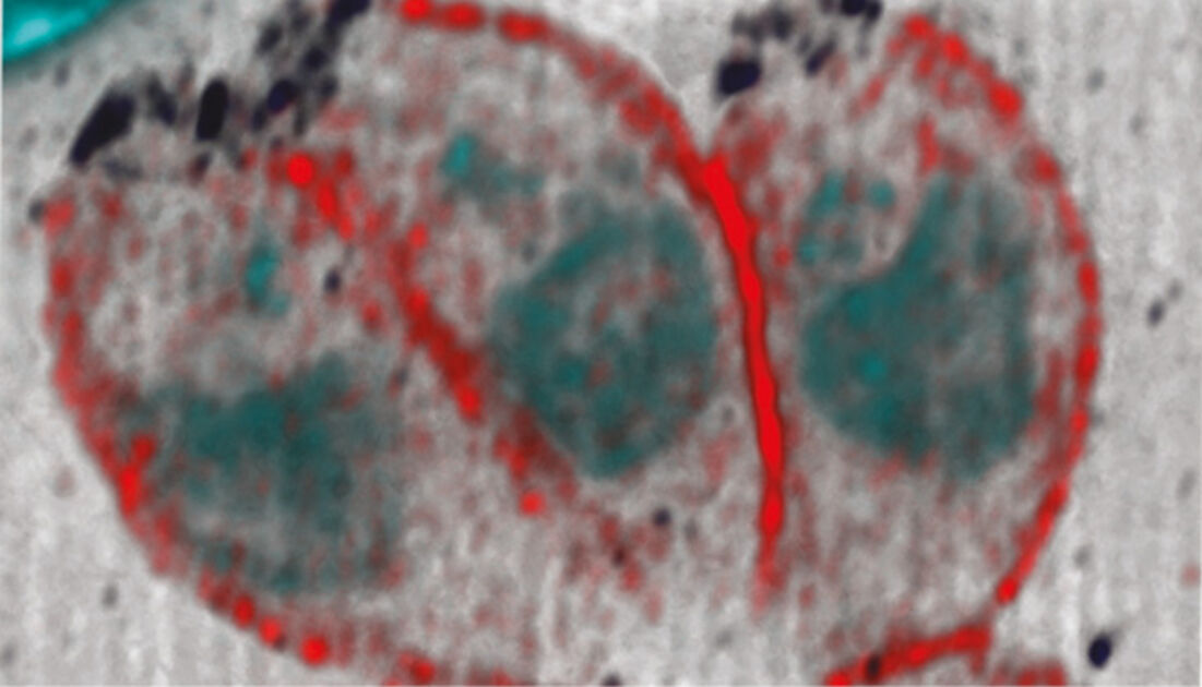 Beyond the microscope : Revista Pesquisa Fapesp