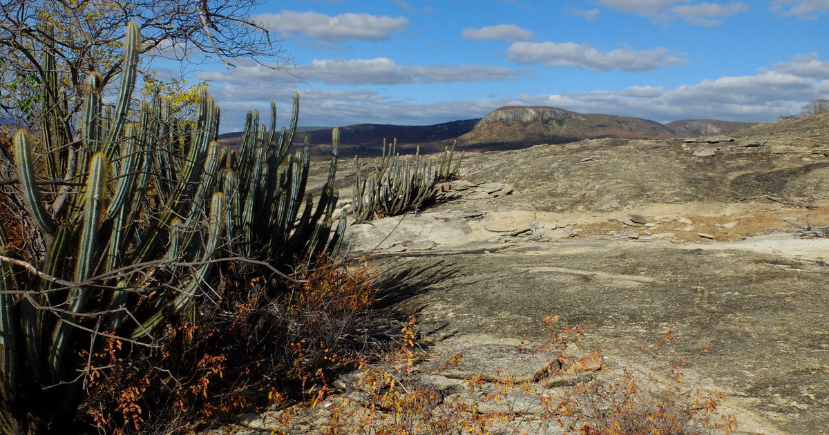 Uma impressionante diversidade de plantas vive sobre rochas : Revista ...
