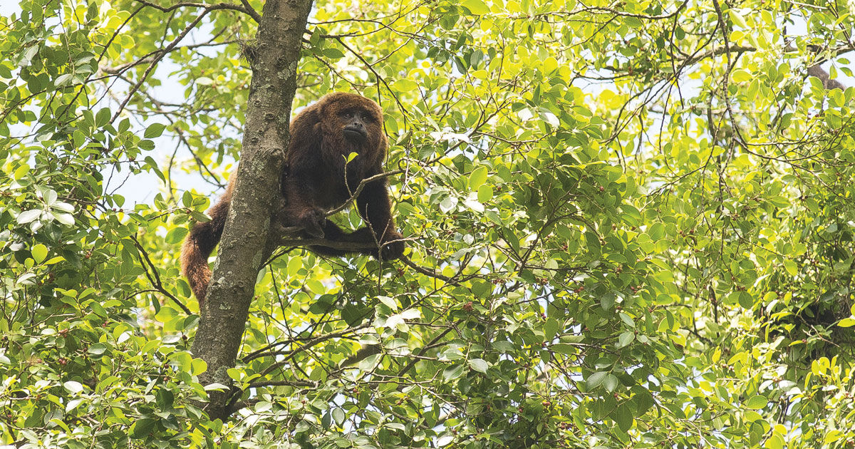 The monkey alarm : Revista Pesquisa Fapesp