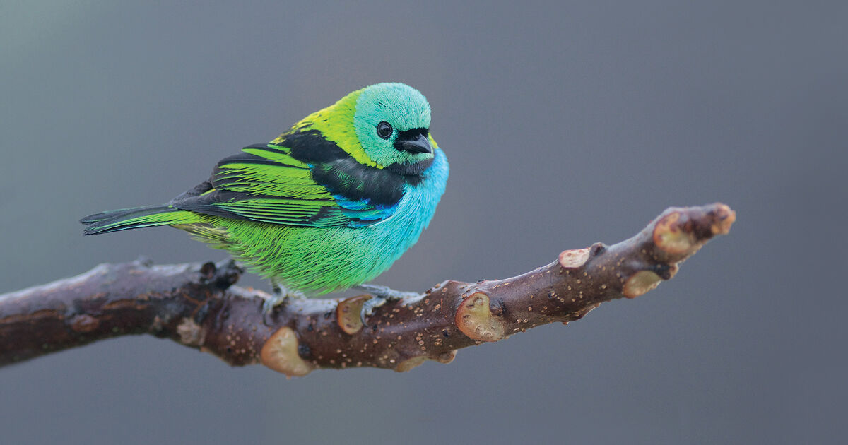 A origem dos pássaros | Revista Pesquisa Fapesp