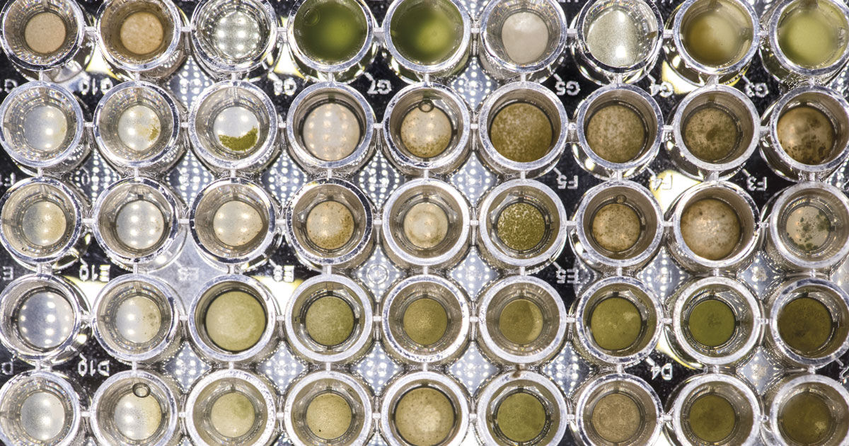 Pesquisas indicam novos usos para as microalgas : Revista Pesquisa Fapesp