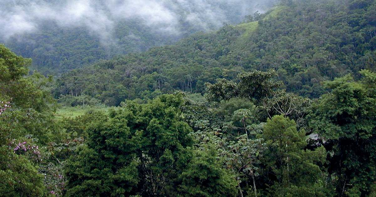 The advantage of native forests : Revista Pesquisa Fapesp