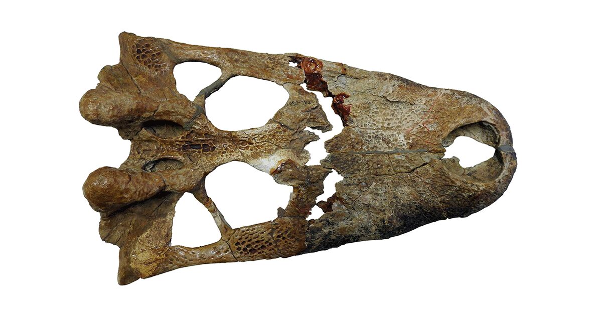 The horned crocodile of Acre : Revista Pesquisa Fapesp