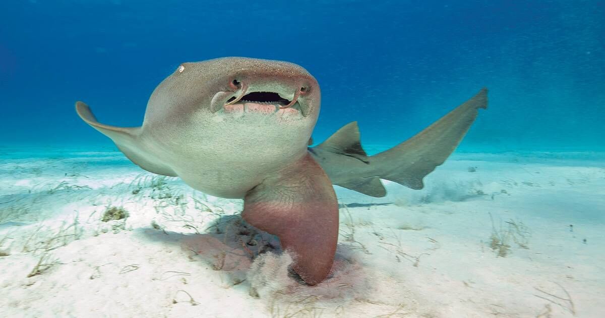 Chubby sharks in Miami : Revista Pesquisa Fapesp