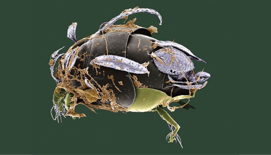 Reservorio de microorganismos | Revista Pesquisa Fapesp