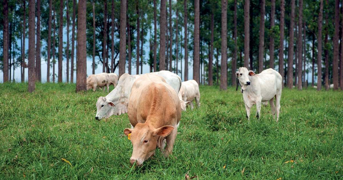 Brazil making efforts to reduce the carbon footprint of livestock ...