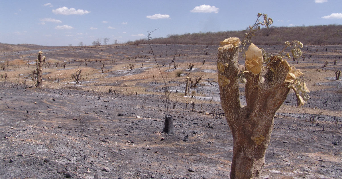 Caatinga shrinking : Revista Pesquisa Fapesp