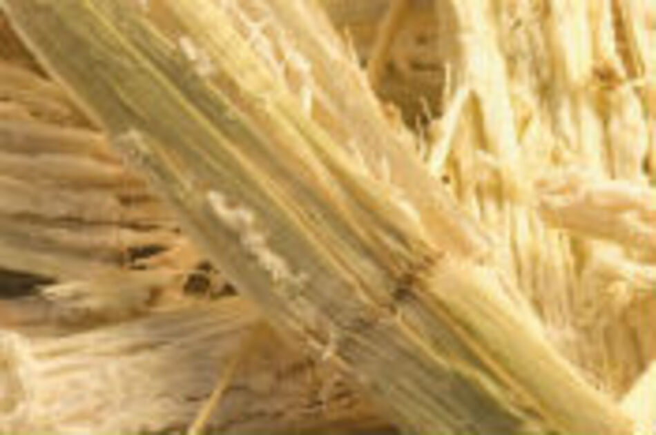 El objetivo es el bagazo : Revista Pesquisa Fapesp