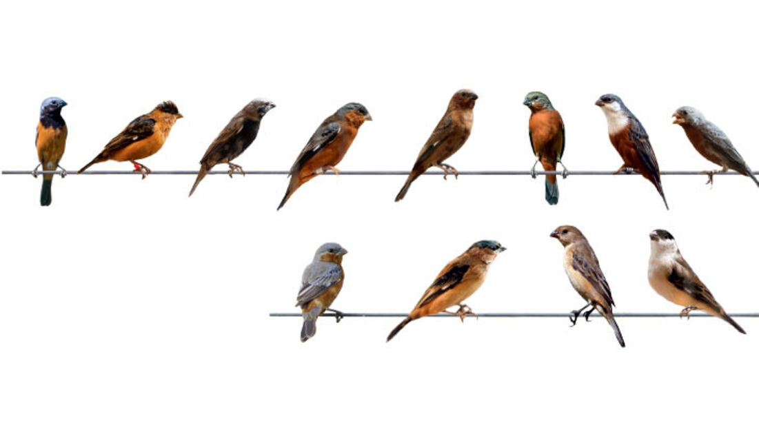 A origem dos caboclinhos : Revista Pesquisa Fapesp